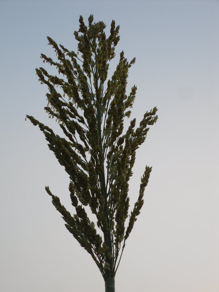 Farm, yeah: sorghum - chozham - jowar