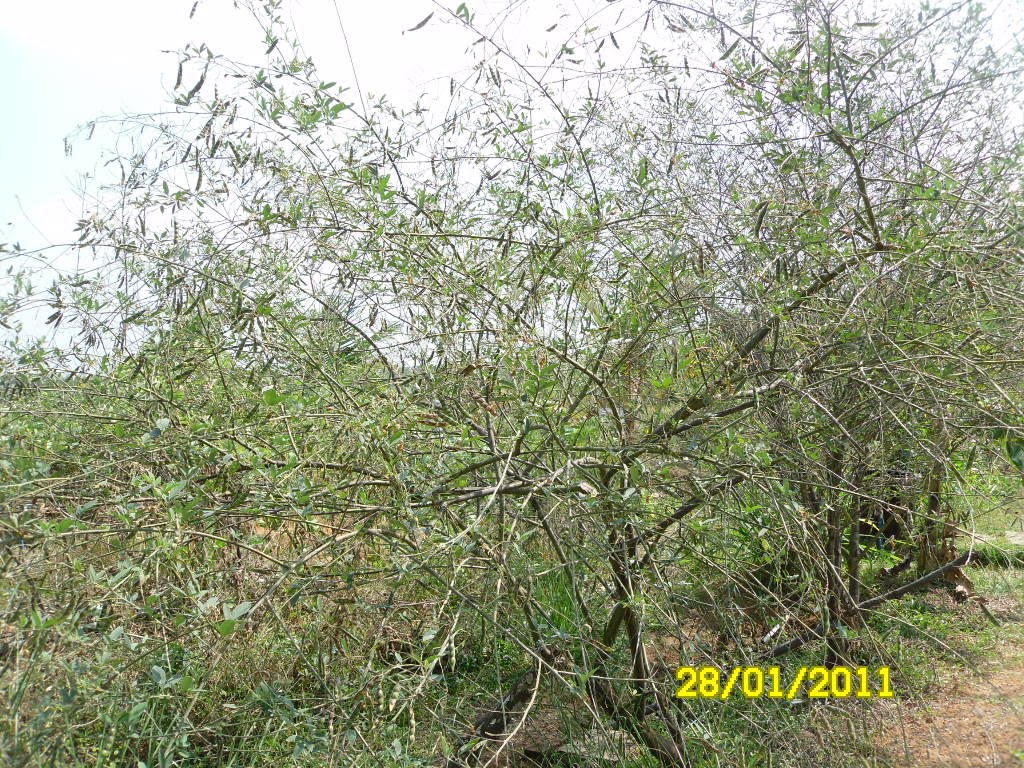 Farm, yeah: our thuvarai trees