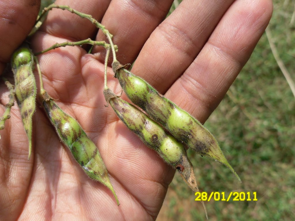 Farm, yeah: our thuvarai trees