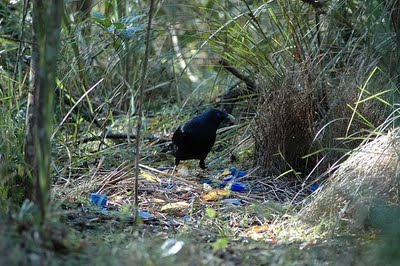 TURKANA: TILONORRINCO O LA ELECCIÓN DEL MACHO