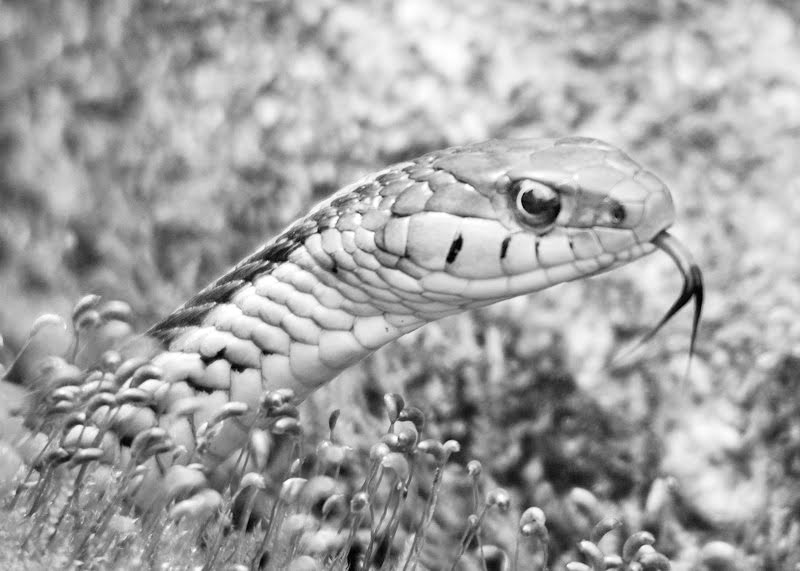 Lugubrious Drollery: Monochrome Weekend: Garter Snake