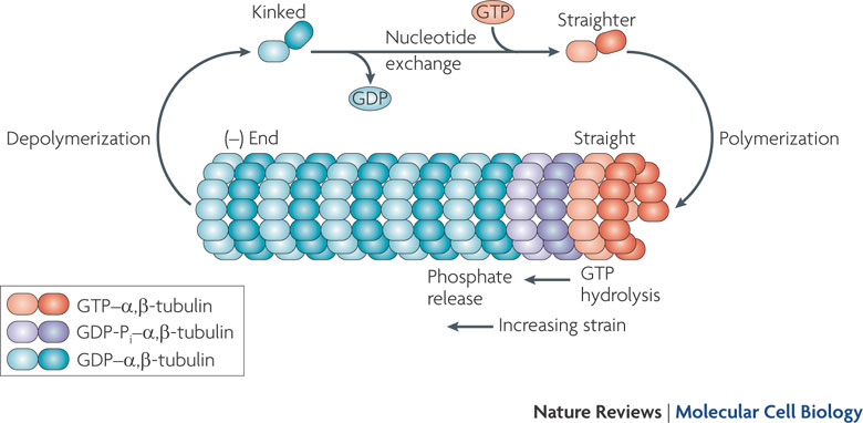 Educabio: GTP-tubulina i col·lapse dels microtúbuls