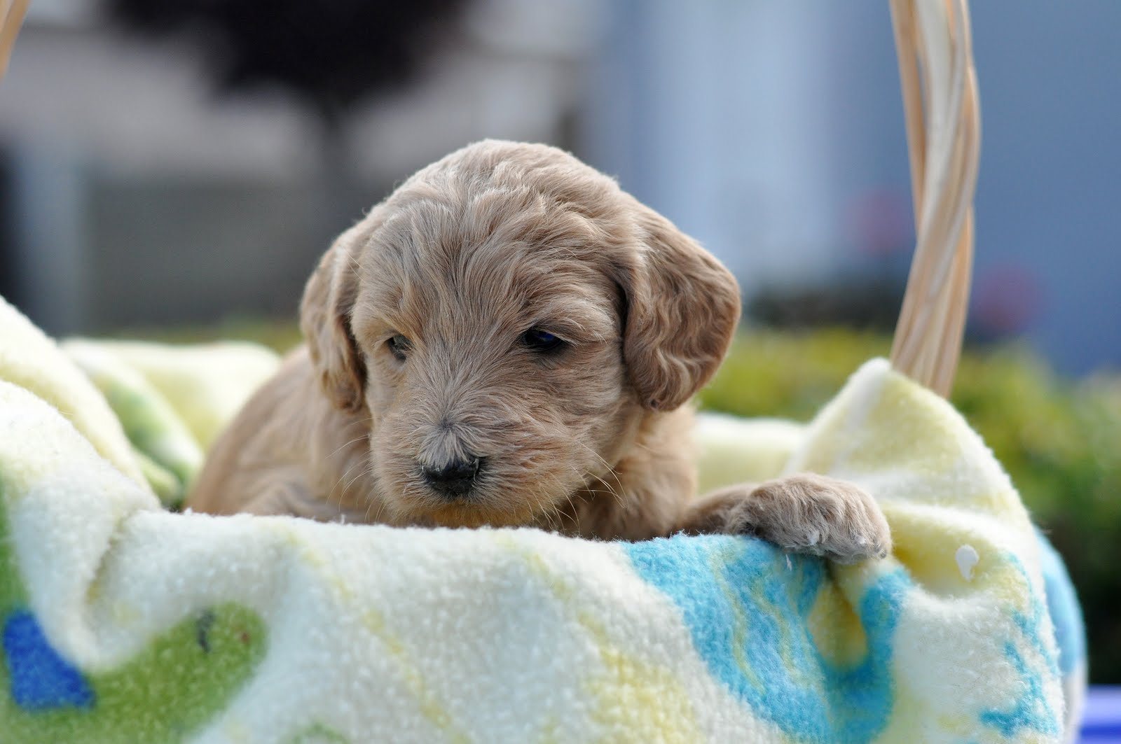 Faithful Doodles: 4 Week Old F1B English Goldendoodles! | Southern ...