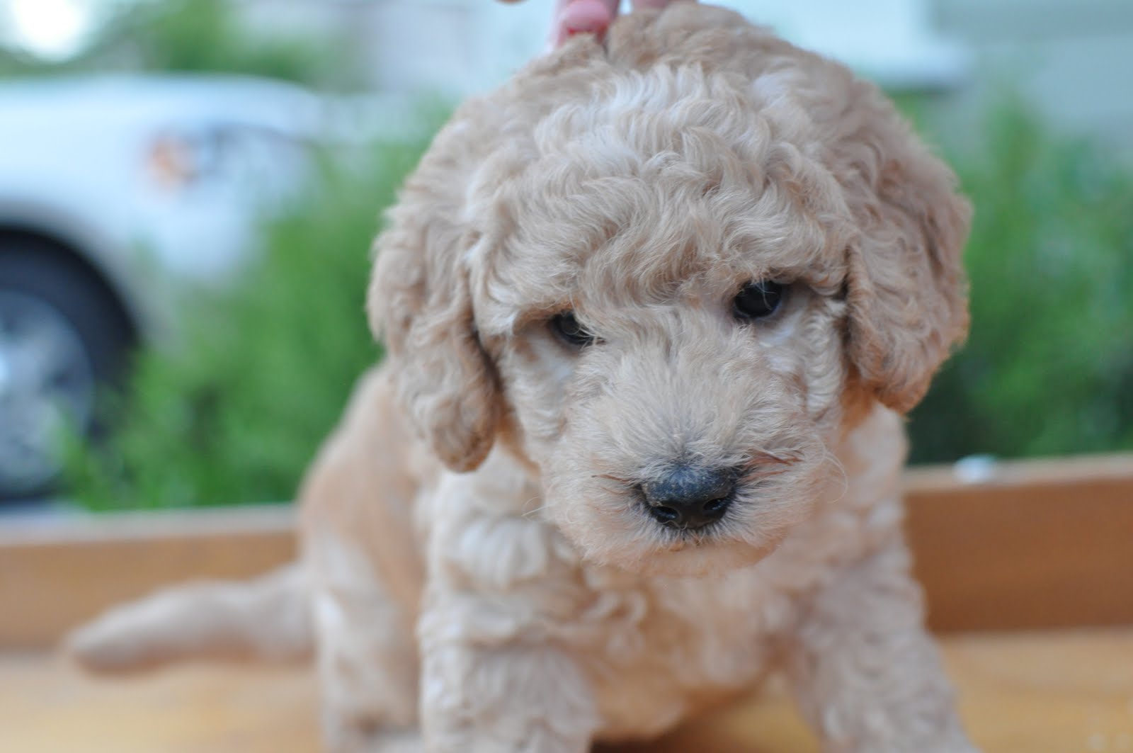 Faithful Doodles: 5 Week Old F1B Labradoodles! | Southern California ...
