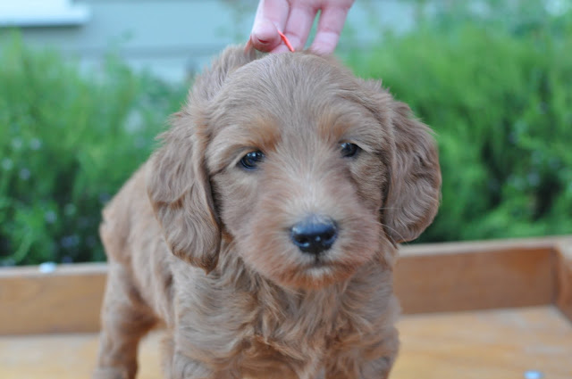Faithful Doodles: 5 Week Old F1B Labradoodles! | Southern California ...
