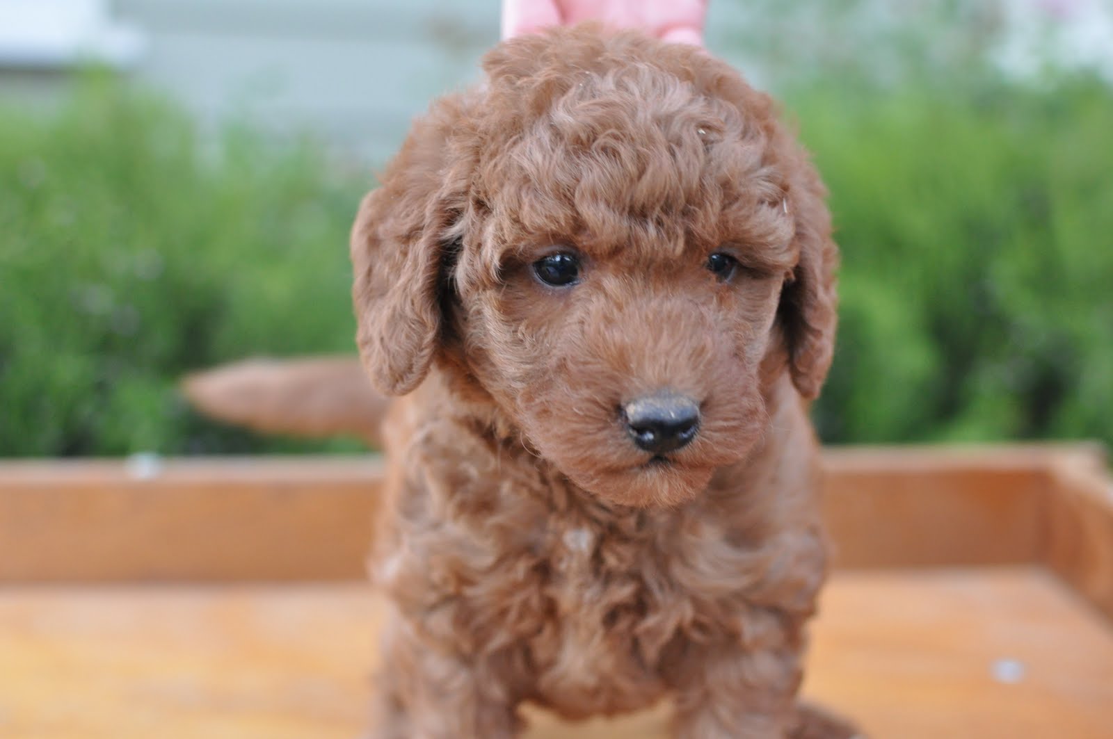 Faithful Doodles: 5 Week Old F1B Labradoodles! | Southern California ...