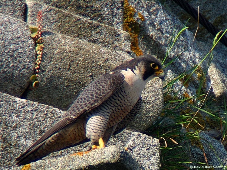 Aves: Alcon Peregrino