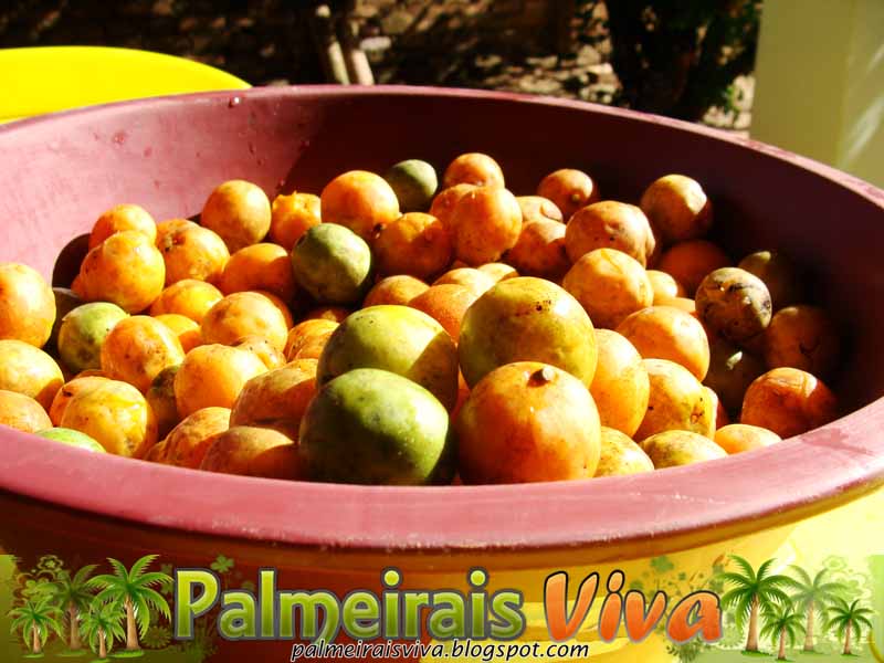 Palmeirais Viva: UMBU-CAJÁ você conhece?