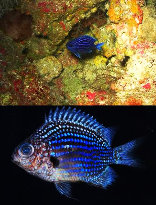 Diverse: Top 10 specii descoperite in 2008