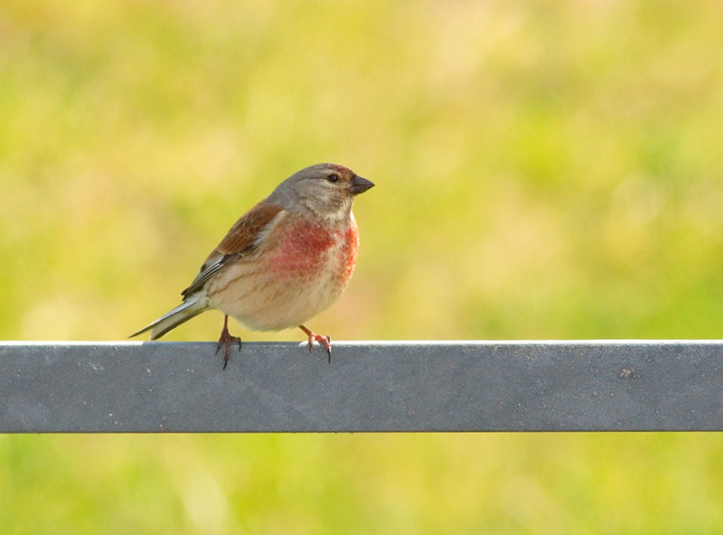 Not Your Average Wildlife Watcher: Linnet, Twite, Linnet, Twite...what ...