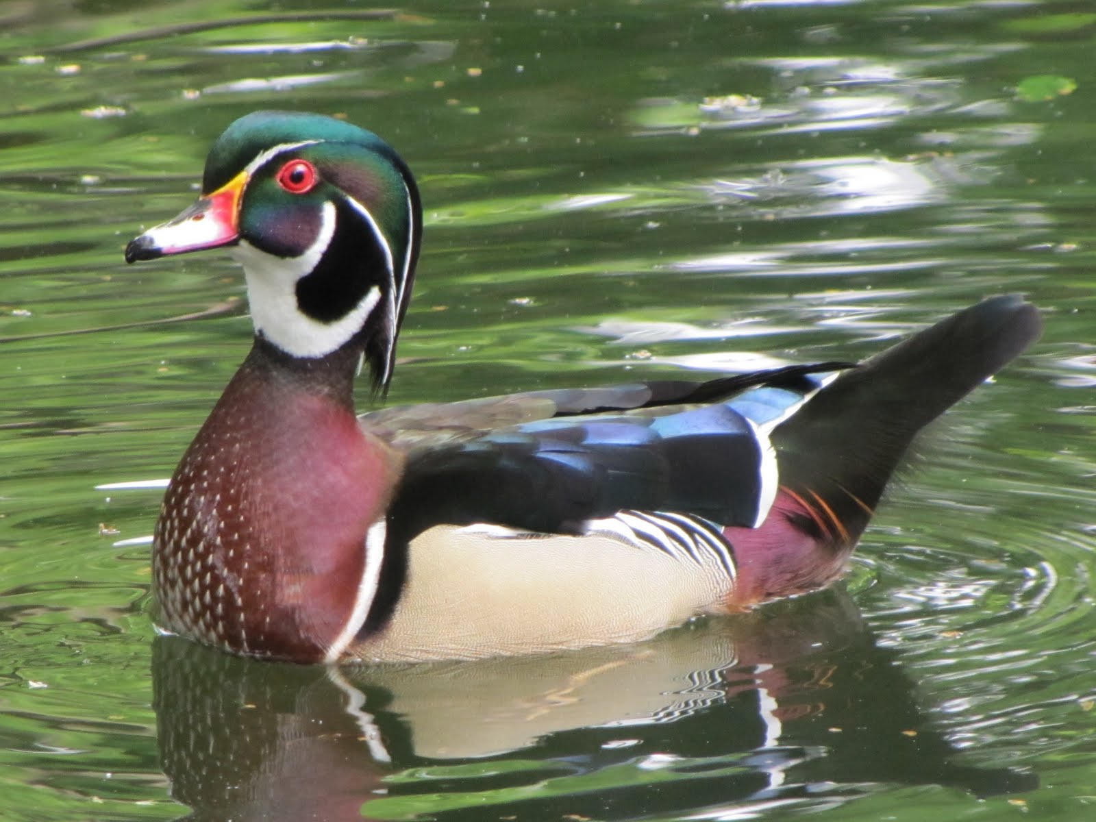 Southern New England Outdoor and Nature Site: Washington DC/ White ...