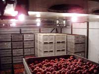 Bowl or Fridge? How to best store your apples. - Tuttle Orchards