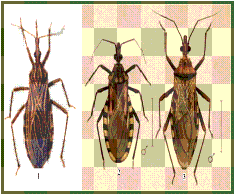 MAL DE CHAGAS: ¿Qué es el Chagas?