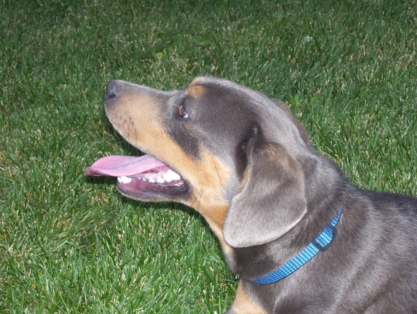 We are the Hambunch!