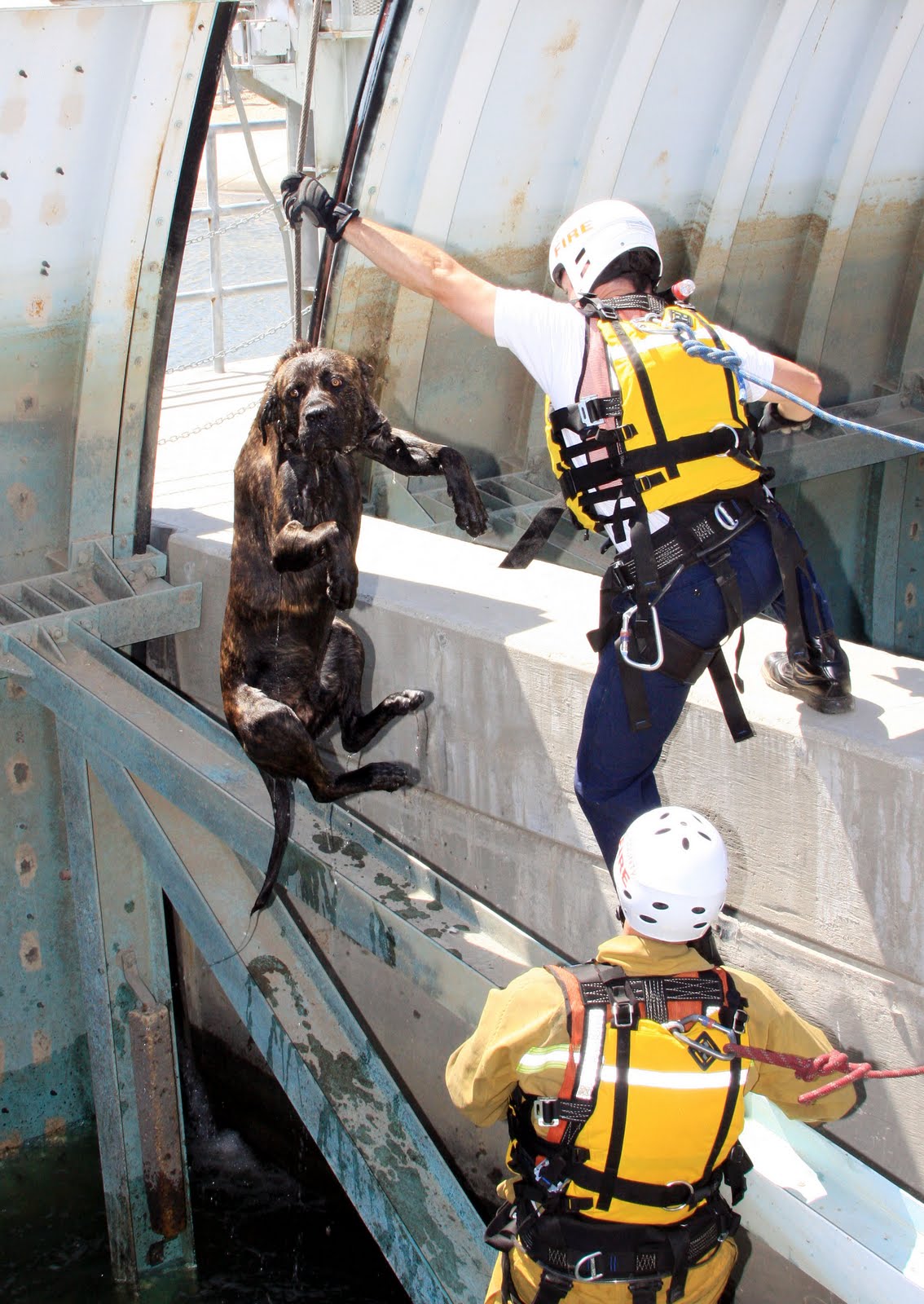 Zimmerman Media LLC: Firefighters Rescue Trapped Dog