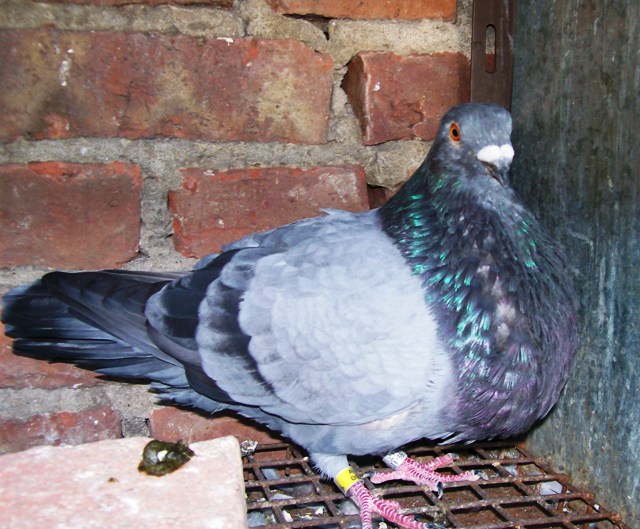 palomos de raza