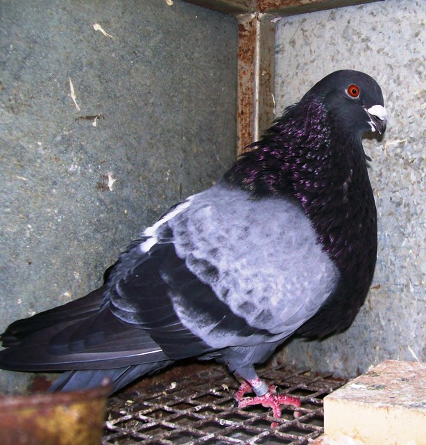 palomos de raza: PALOMOS DE CONQUISTA "CRIOLLO"