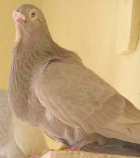 palomos de raza: buchon rafeño