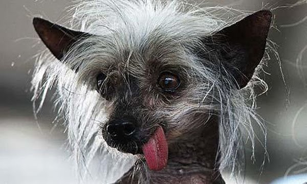 FUNDAJEREMIAS PAYSANDÙ URUGUAY: Murió el perro más feo del mundo