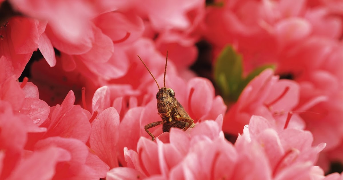 Wallpapers insectos free