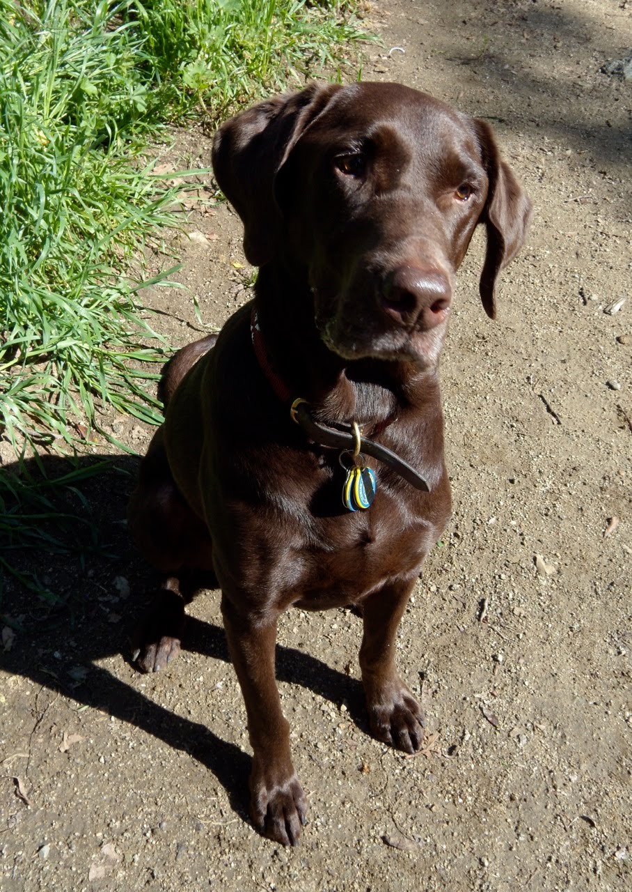 Labradores color chocolate - Imagui