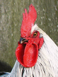 jUs+_An0th3R_b|0g: Cock Eyed, Cocky Eyes....