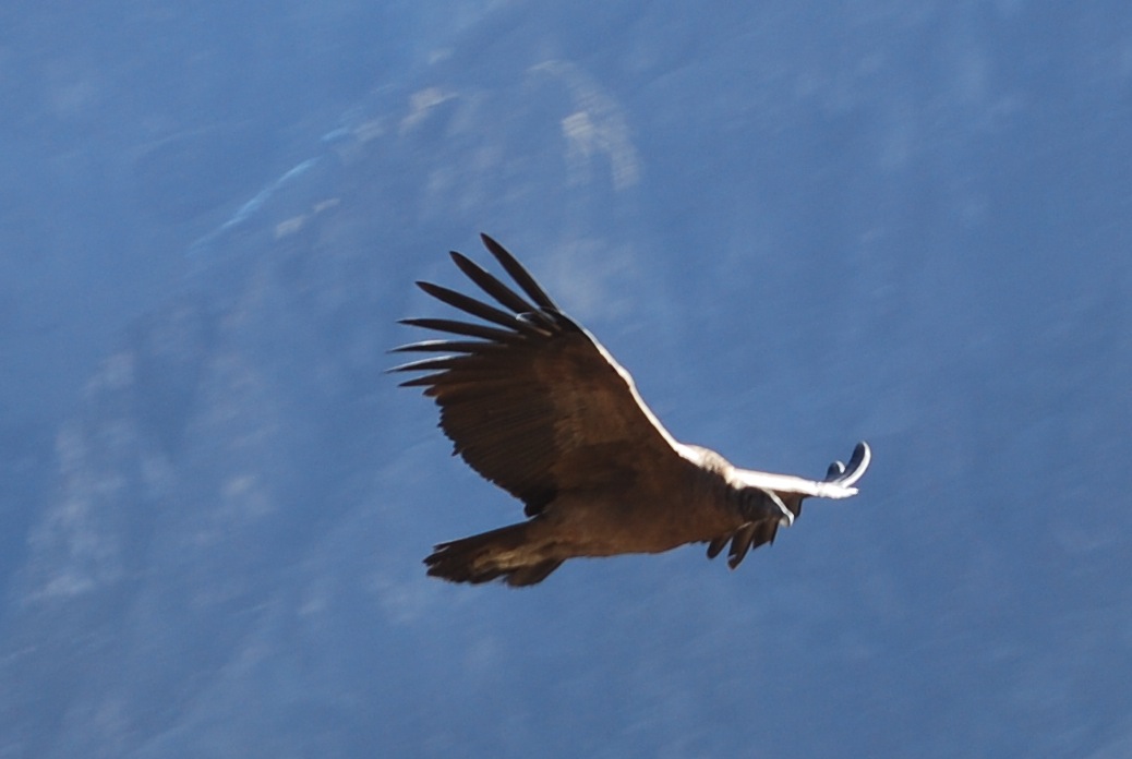 MONDO PERU': Andean Condor