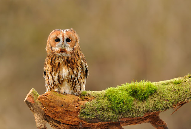 Steve Rogers birding: Tawny Owl