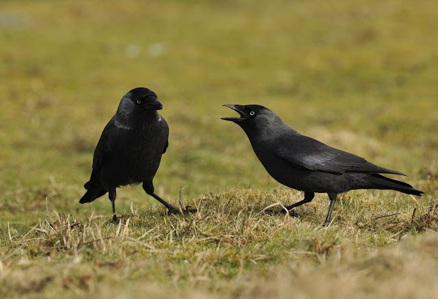 Steve Rogers birding: Jackdaw courtship behaviour