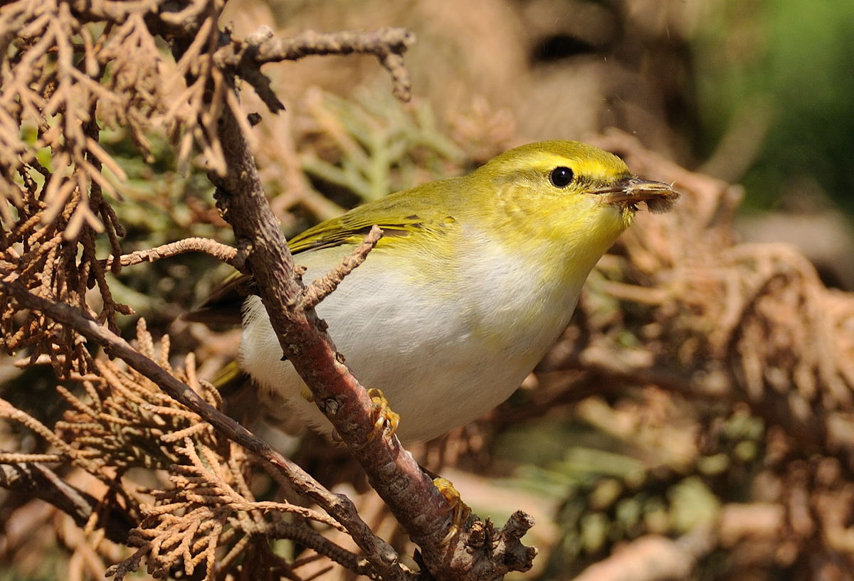 Steve Rogers birding: North Cyprus daily blog 21st April - final day