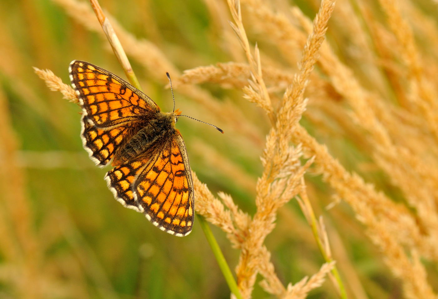 Steve Rogers birding: French fritillary's steal the show