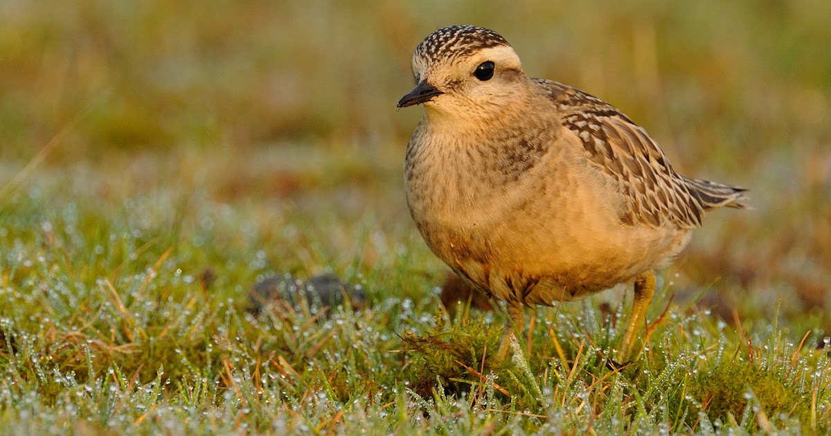 Steve Rogers birding: Dotterel at Davidstow