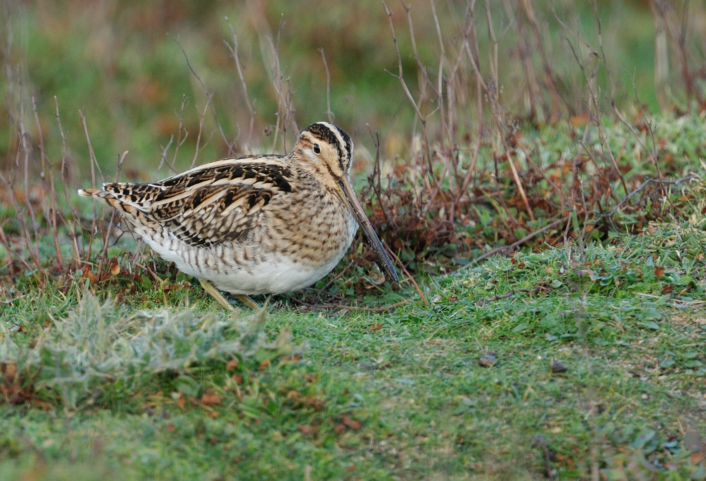 Steve Rogers birding: Common Snipe at Marazion Marsh