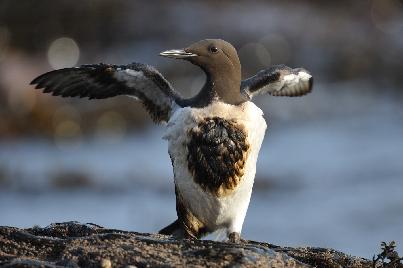 Steve Rogers birding: Oiled Guillemot off Jubillee Pool, Penzance