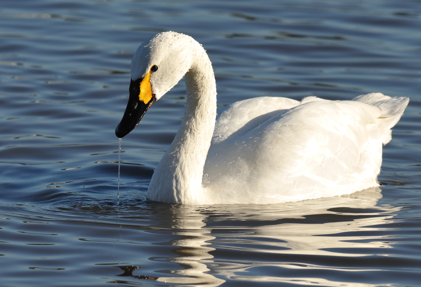 Steve Rogers birding: Bewick's Swan at Slimbridge