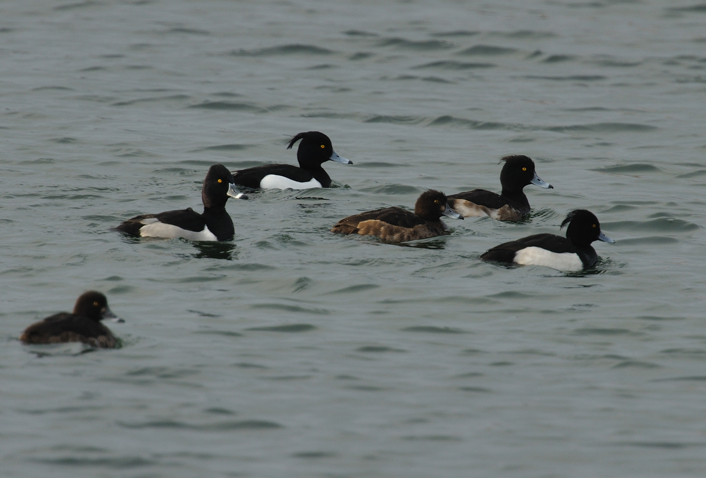 Steve Rogers birding: Drake Ring-necked Duck at St. Gothian Sands NR.