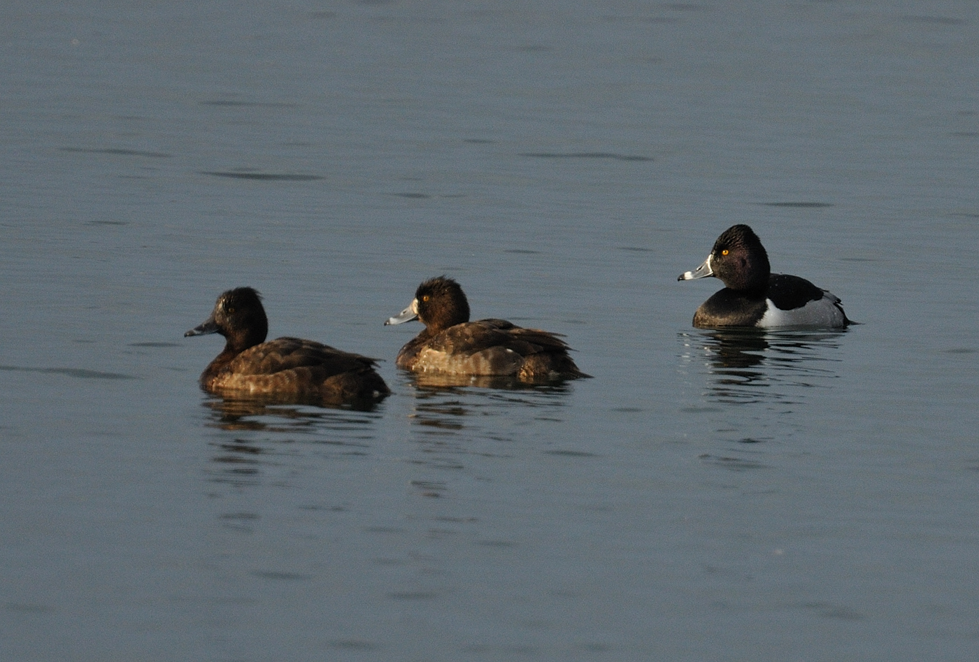 Steve Rogers birding: Drake Ring-necked Duck at St. Gothian Sands NR.