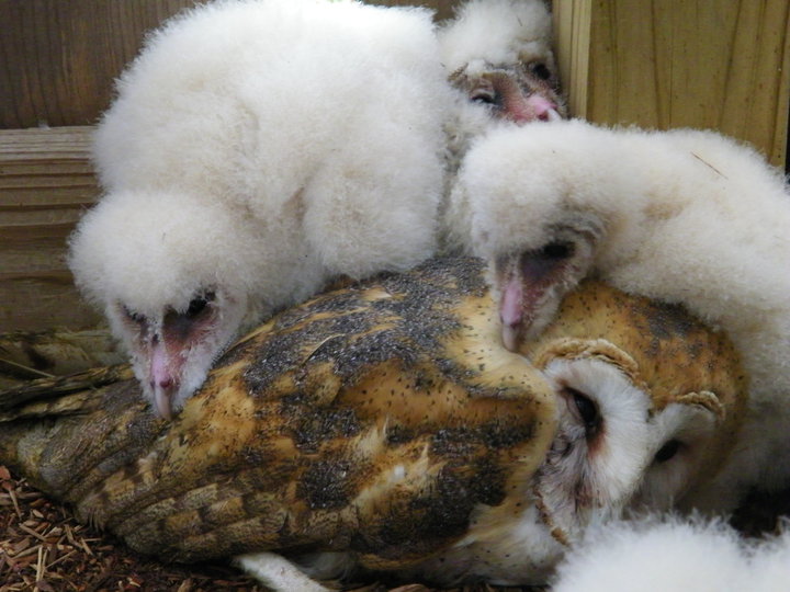 Owlies: The Barn Owl Family--Birth and Release