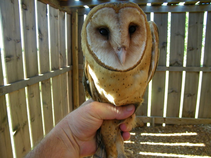 Owlies: The Barn Owl Family--Birth and Release
