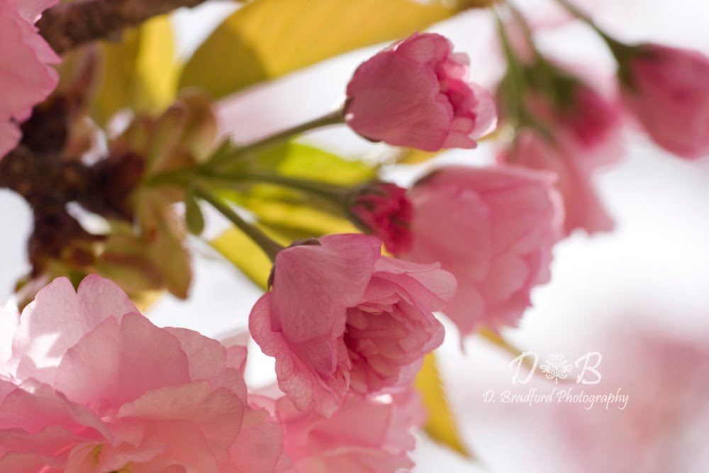 The Giraffe Head Tree: Kwanzan Cherry Trees - Macro Study