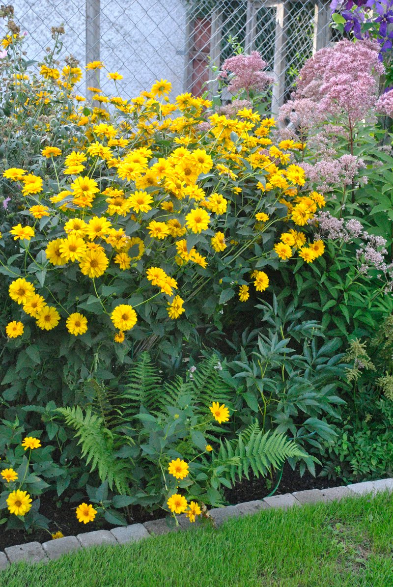 Rosor och ruiner: Blommor med historia