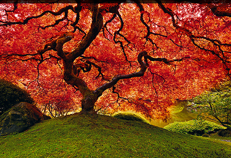 Brook Billings: Peter Lik Photography