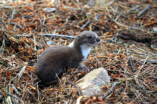 Fauna del Camp i la Conca.: Mostela