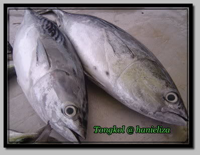 JUST SHARE ENTERTAINMENT AND EDUCATION: BENEFITS OF FISH TONGKOL FOR HEALTH