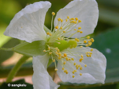 Bunga Ceri dan Bunga Dedap