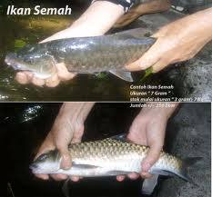 Semah | Known Fish