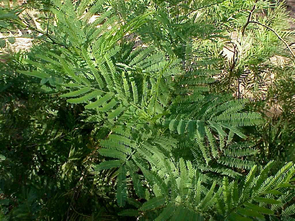 Syed Akbar Journalist: The medicinal power of keekar or babul: Acacia ...