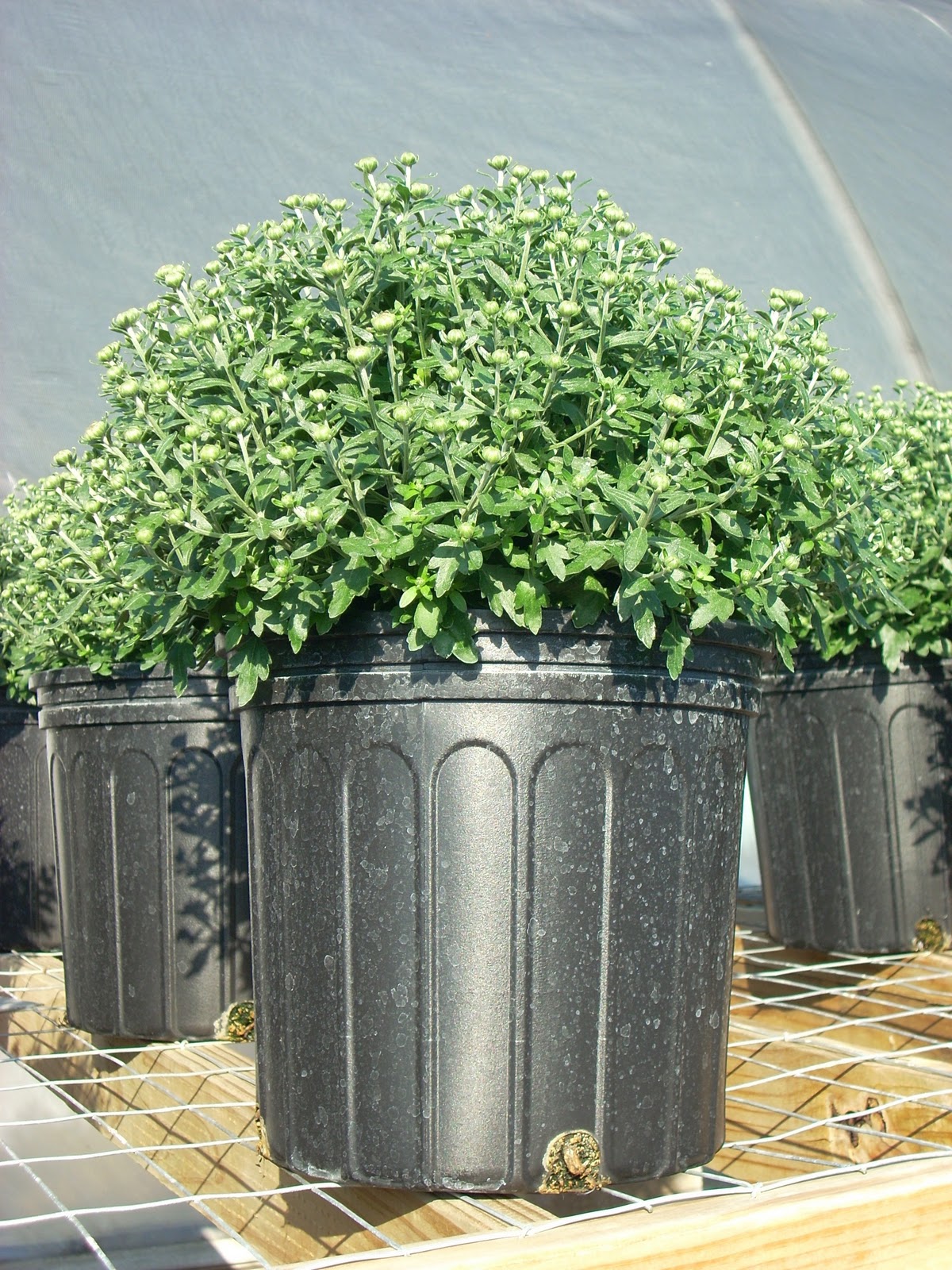 The Green Thumbs: We're Selling Our Mums