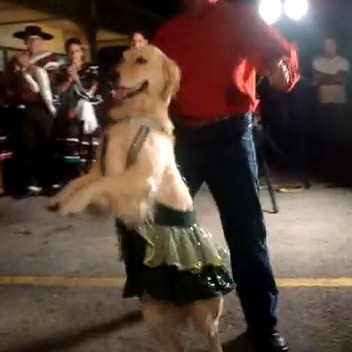 Suzanne's Selections: Mexican Dancing Dog