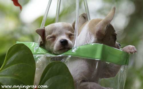 My Pets: Macam-macam jenis anjing